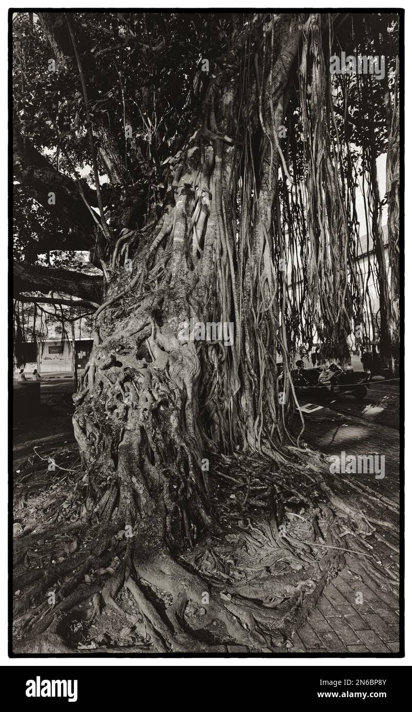 Close up branch old Cut Out Stock Images & Pictures - Alamy