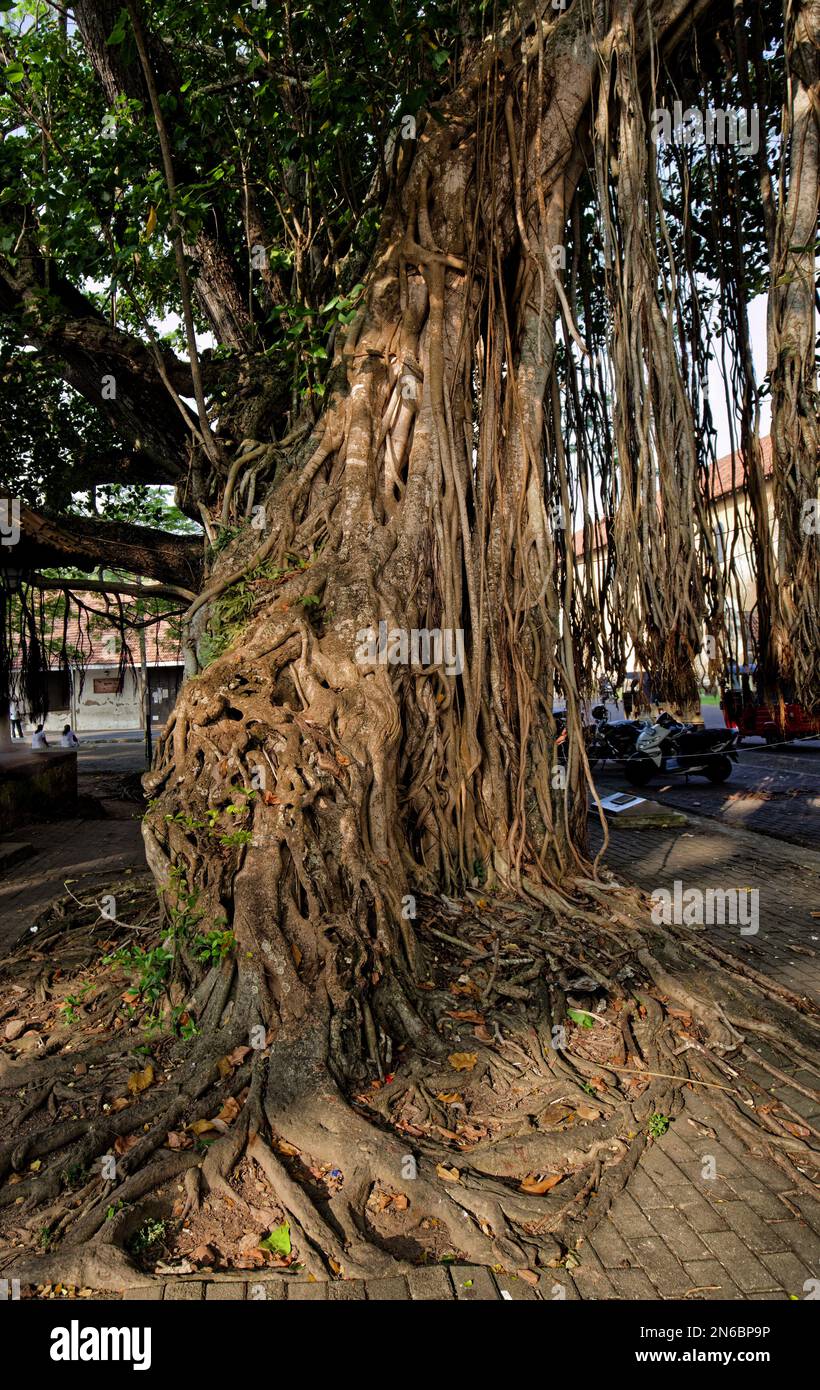 Old big ancient tree close up with well grown trunks Stock Photo - Alamy