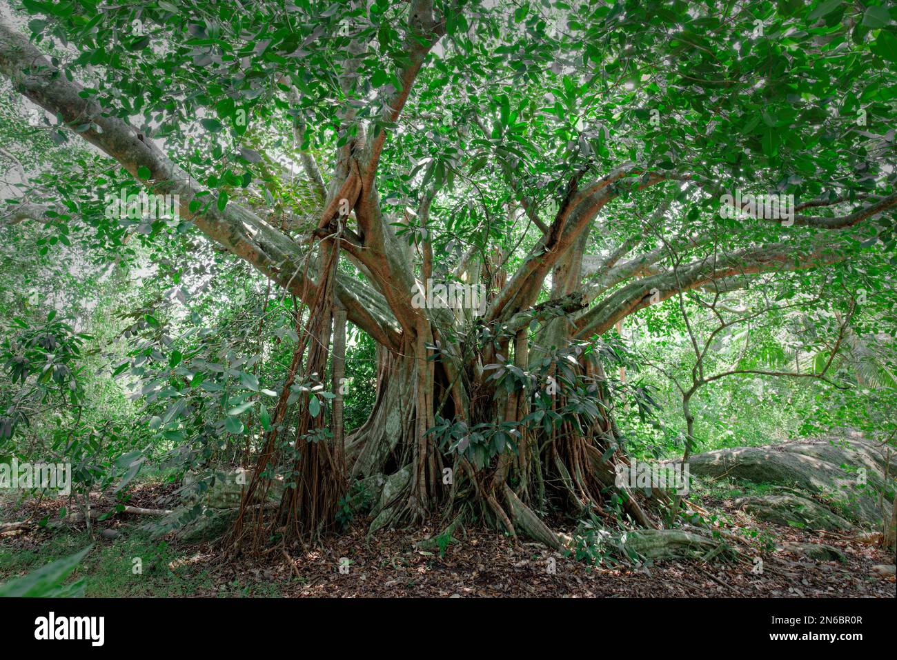 Big old well grown tropical forest tree with widely spread branches ...
