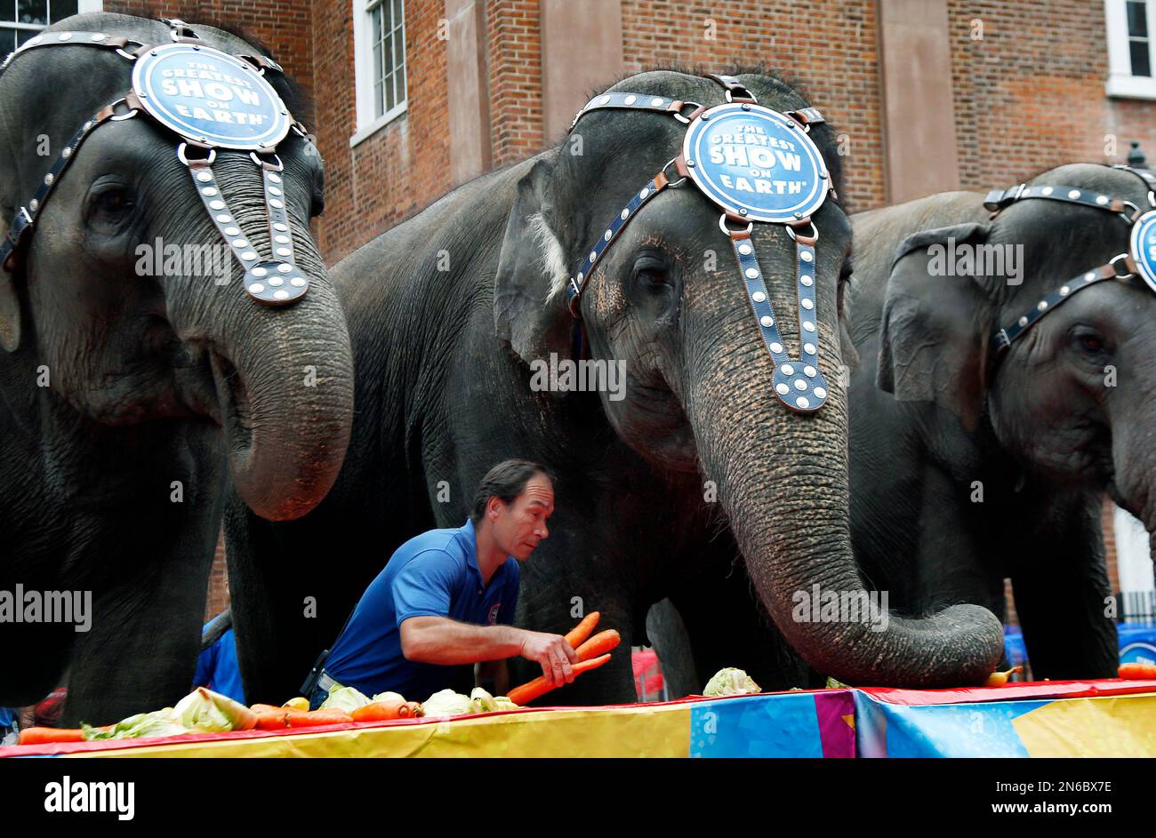 Ringling Bros. and Barnum & Bailey’s circus handler Alex Petro provides ...