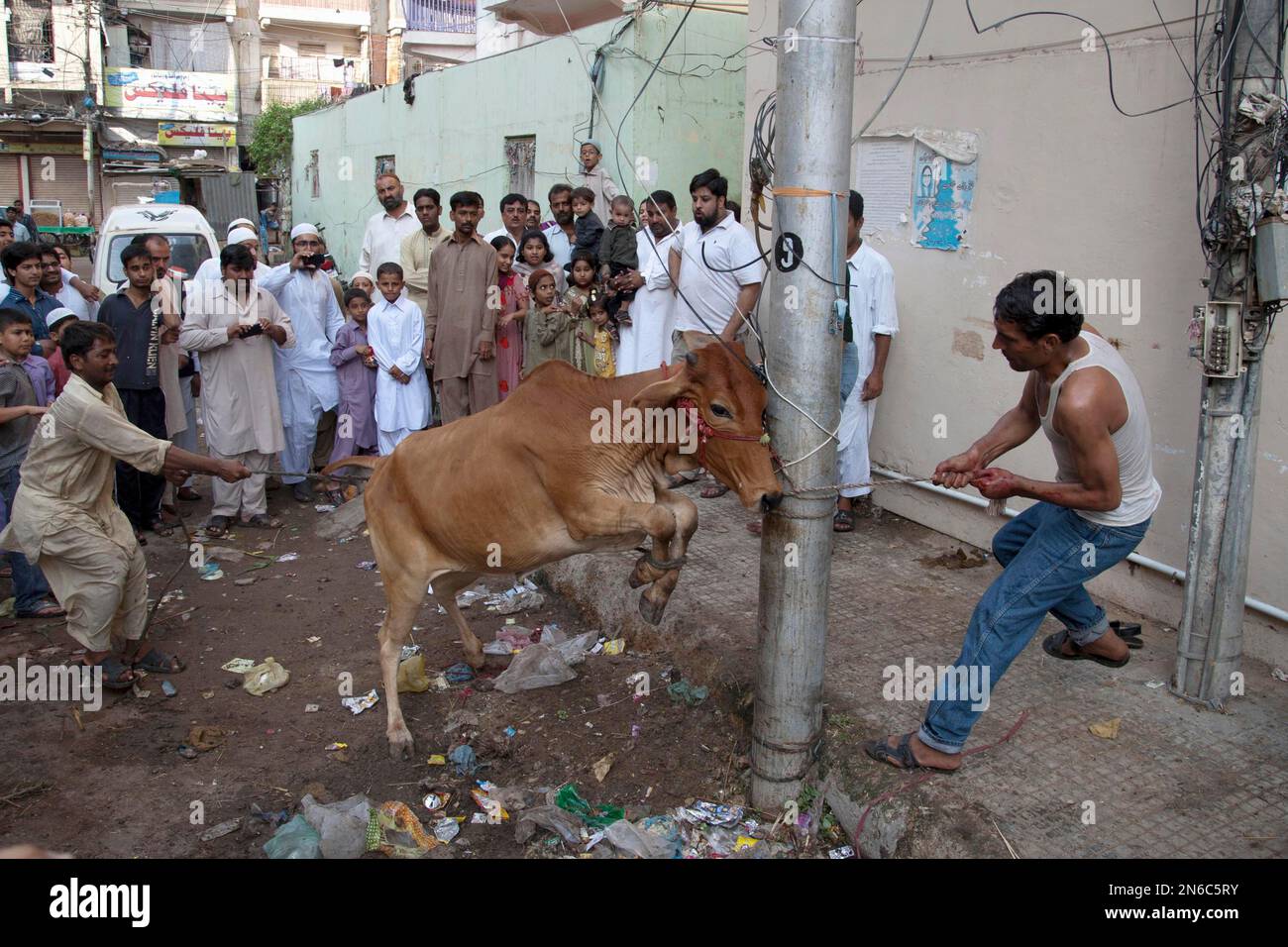 Pakistani butchers try to control a cow as they prepare to slaughter it ...