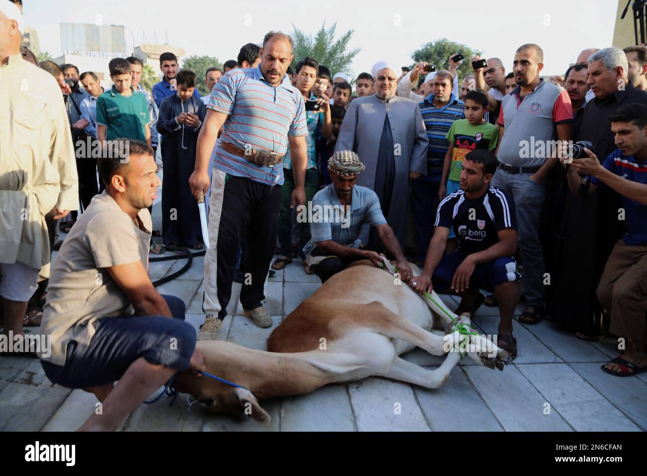 Butchers prepare to slaughter a cow for sacrifice on the first day of ...
