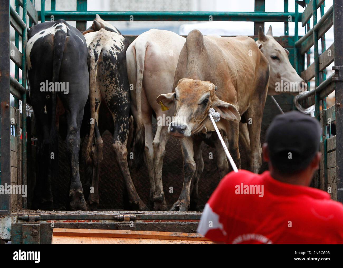 A Malaysian Muslim man prepares to slaughter a cow for sacrifice during ...