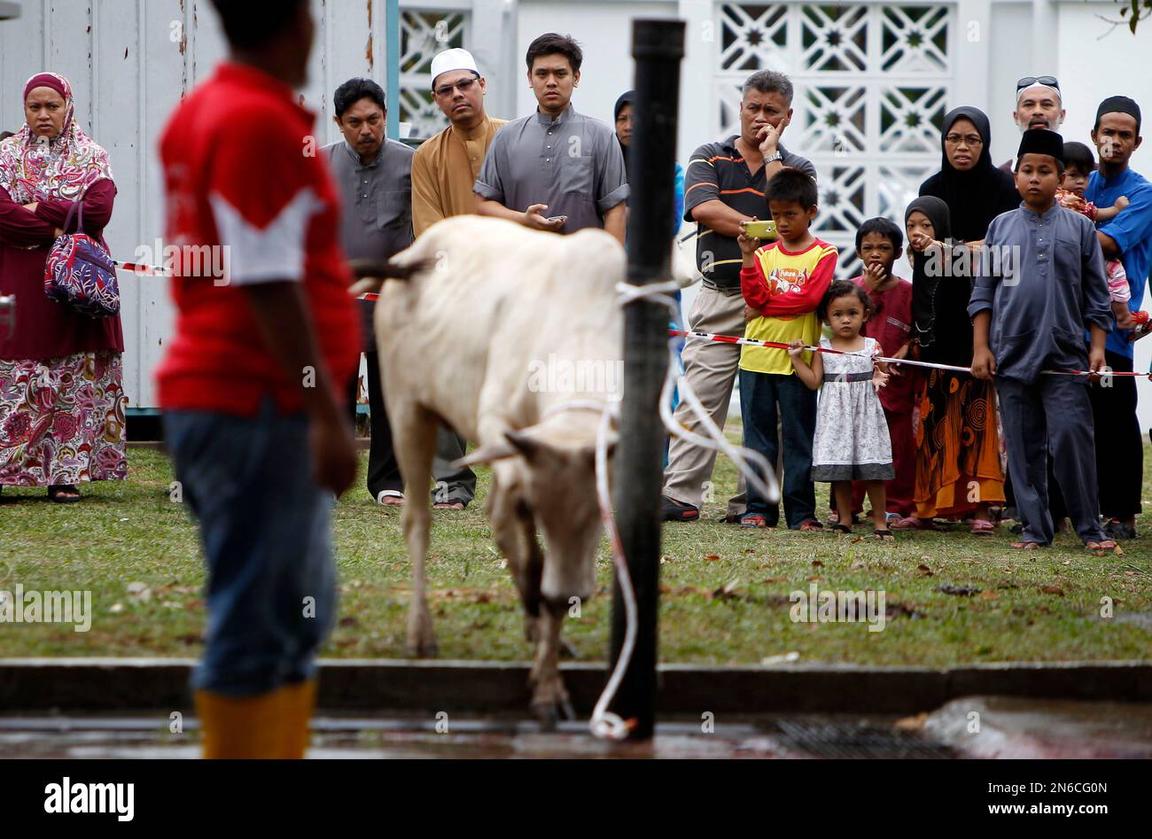 Malaysian Muslims wait to watch a cow be slaughtered for sacrifice ...