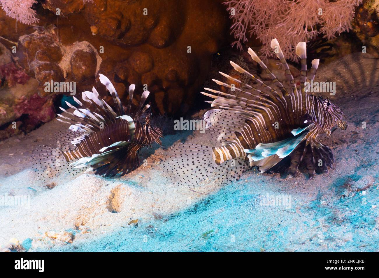 Lion fish in the caribbean hi-res stock photography and images - Alamy