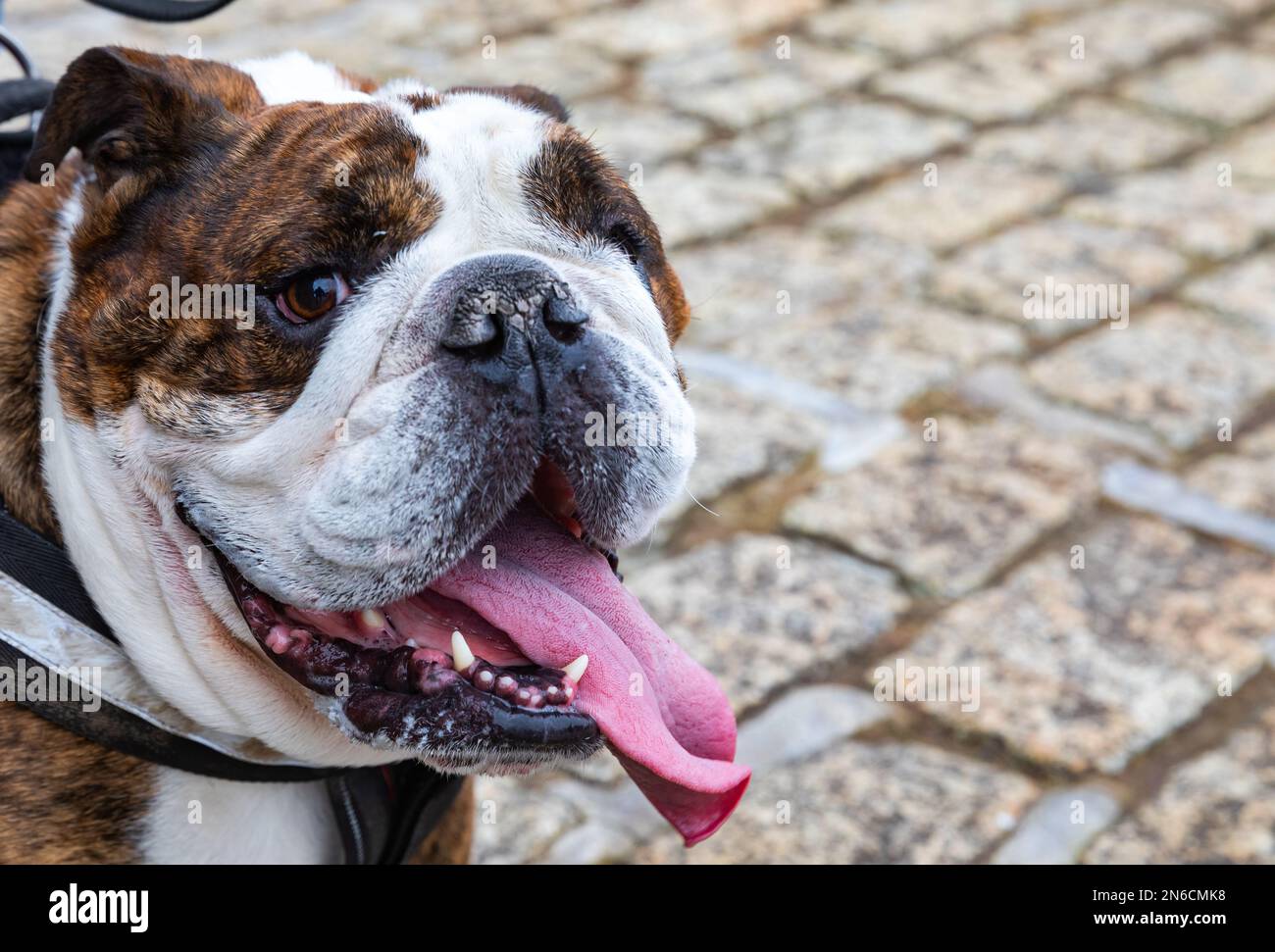British Bulldog out for a walk on the harbour wall in Mullion Cove ...