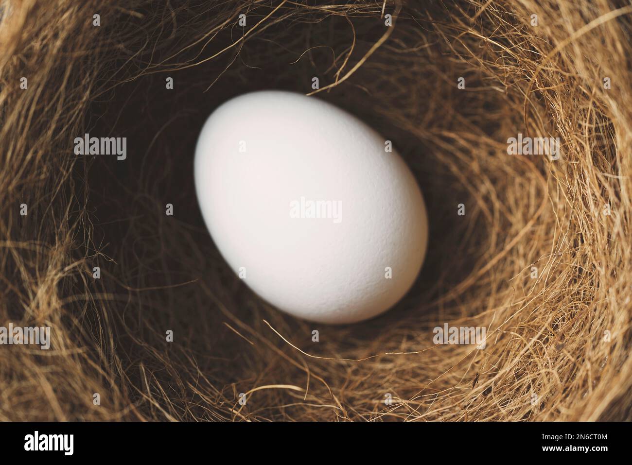 Fresh organic free range white chicken egg in bird's nest. Top view ...
