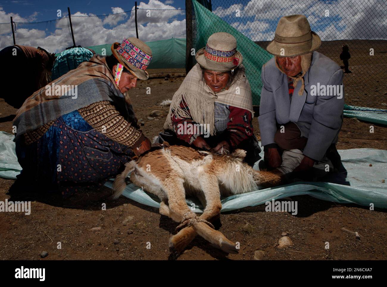 In this Oct. 7, 2013 photo, Aymara Indians hold down a wild vicuna to ...