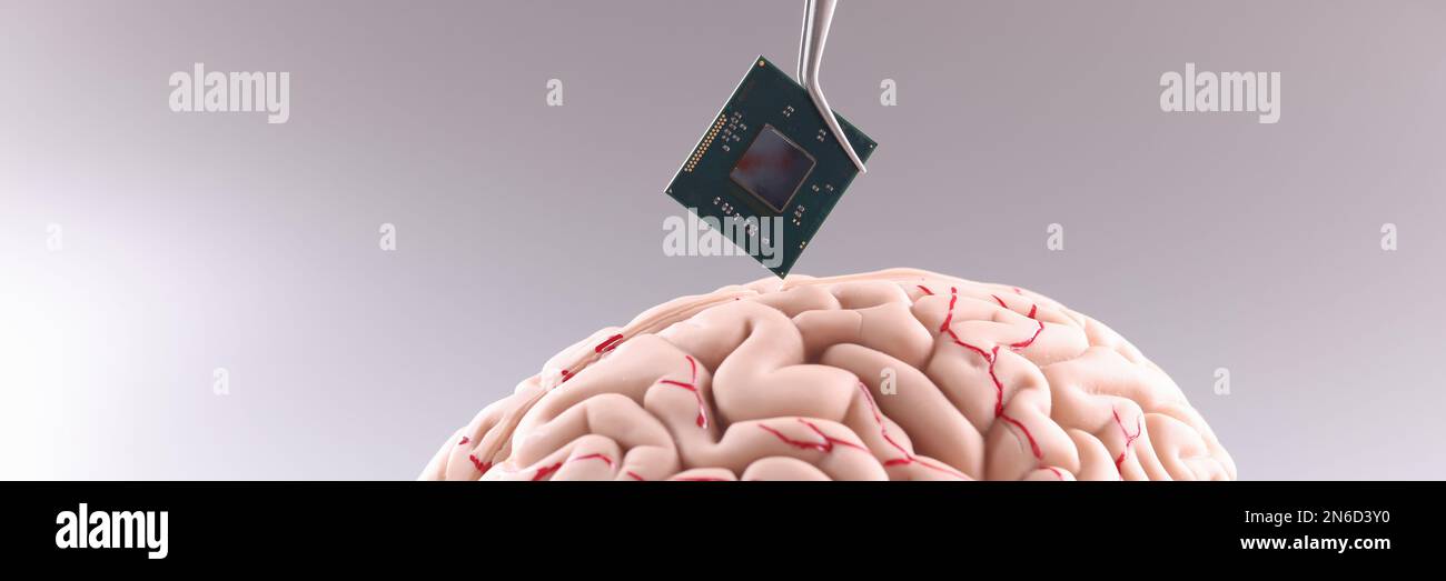 Anatomy of human brain with computer chip Stock Photo - Alamy