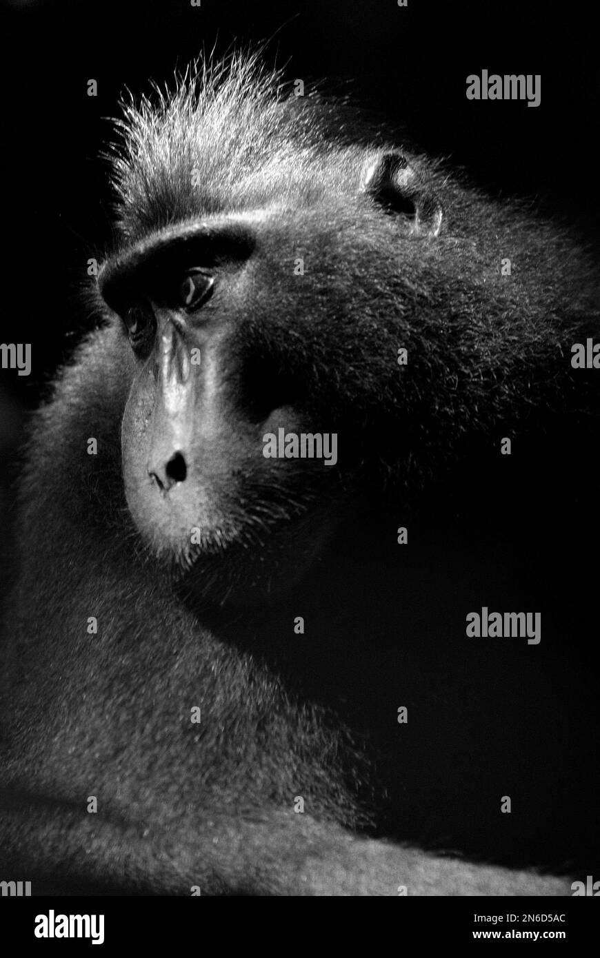 Portrait of a Sulawesi black-crested macaque (Macaca nigra) in Tangkoko ...