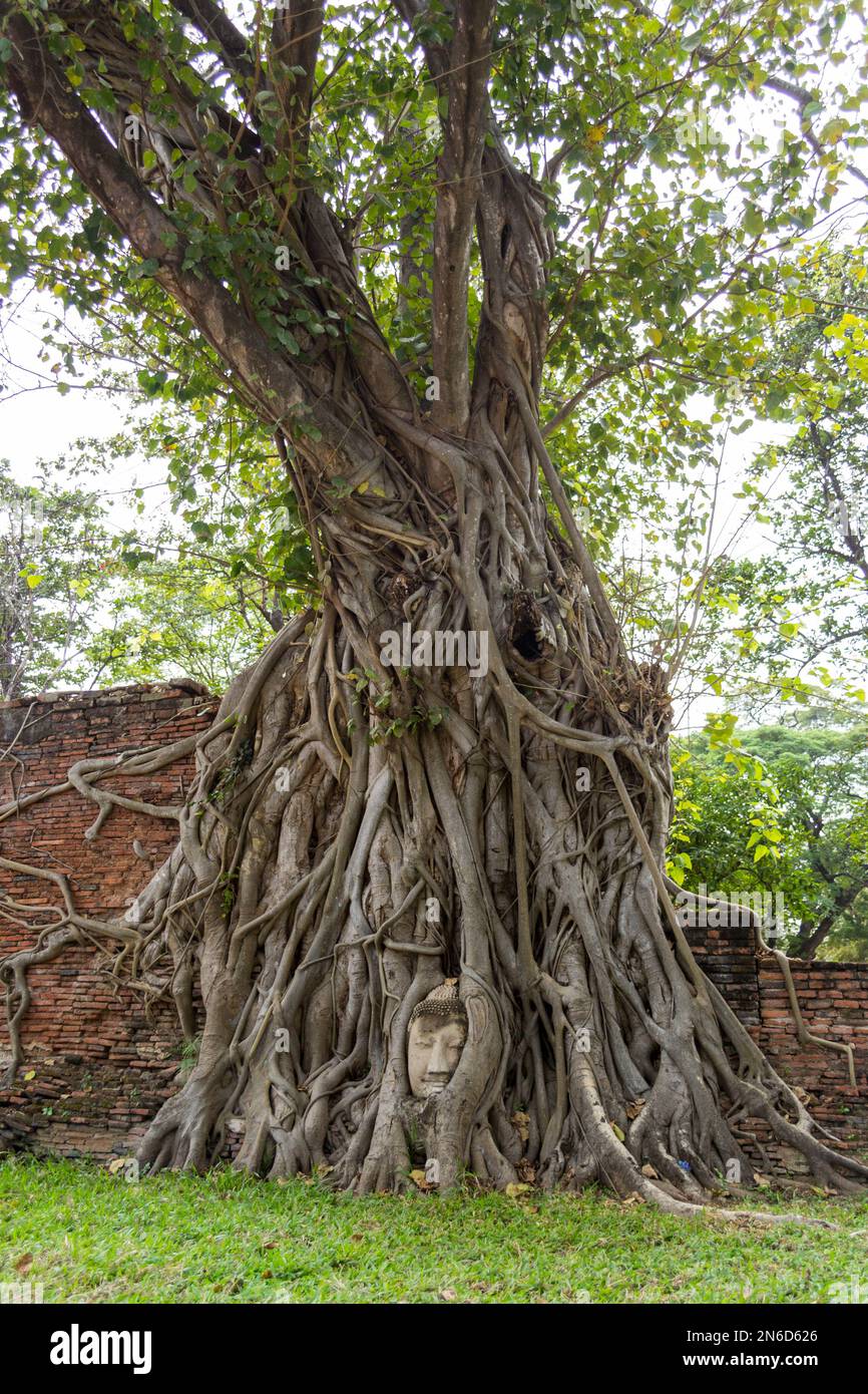 Stone Buddha Head Statue trapped in Bodhi Tree Roots in Wat Mahathat ...