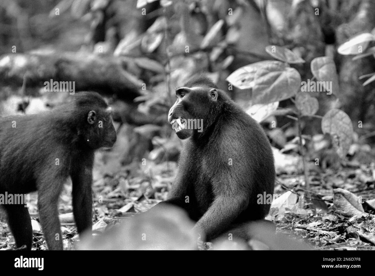 A male Sulawesi black-crested macaque is showing an aggressive behavior toward another ...