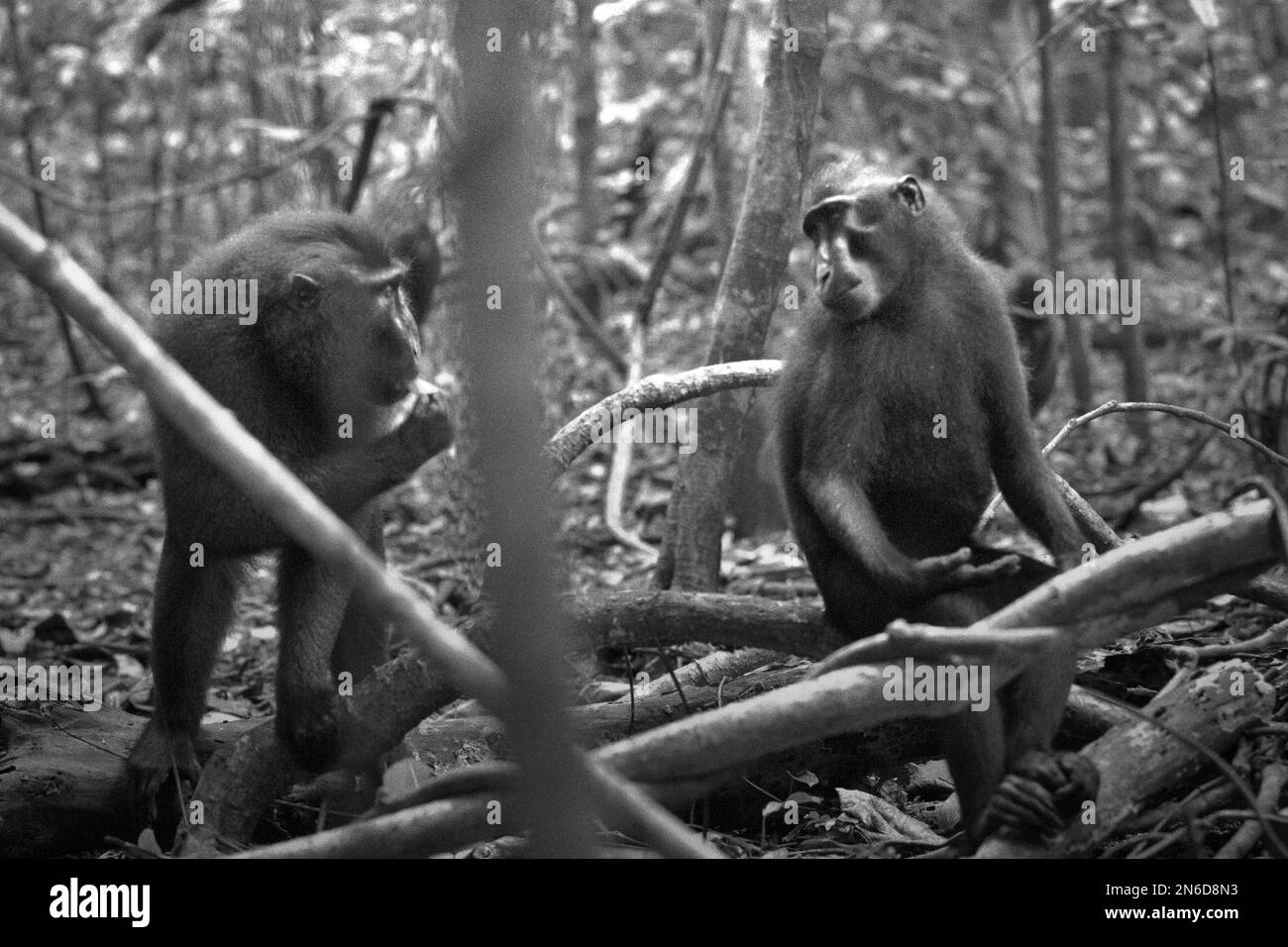 Two individuals of Sulawesi black-crested macaque (Macaca nigra) are ...