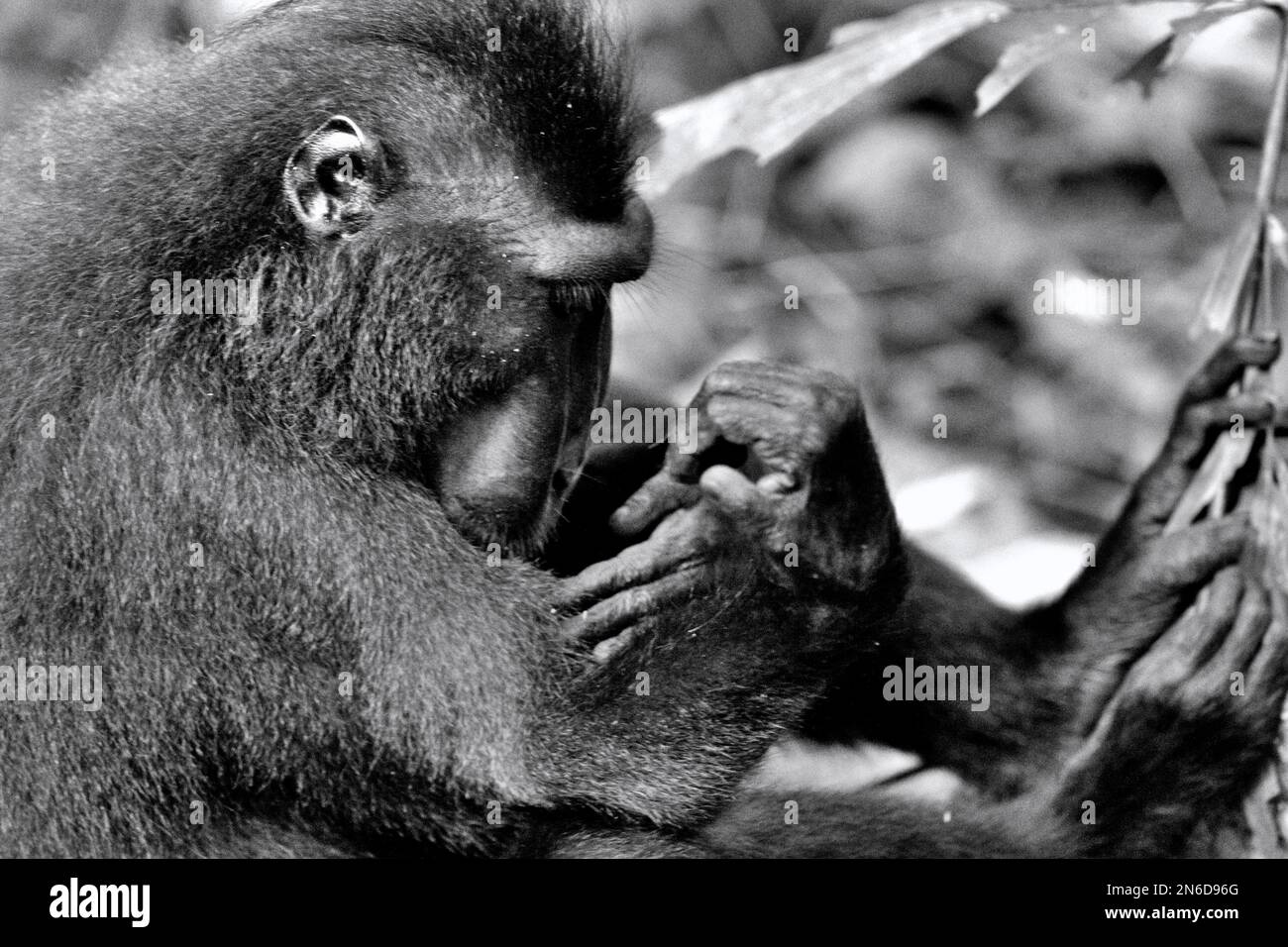 Side view of a Sulawesi black-crested macaque (Macaca nigra) in ...