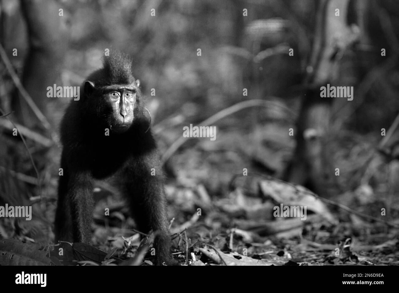 Environmental portrait of a juvenile Sulawesi black-crested macaque ...