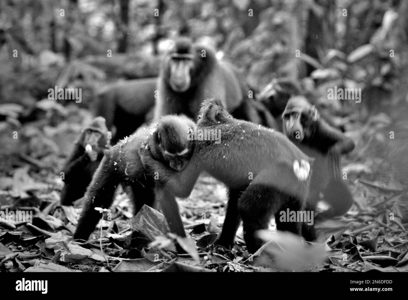 Young individuals of Sulawesi black-crested macaque (Macaca nigra) are ...