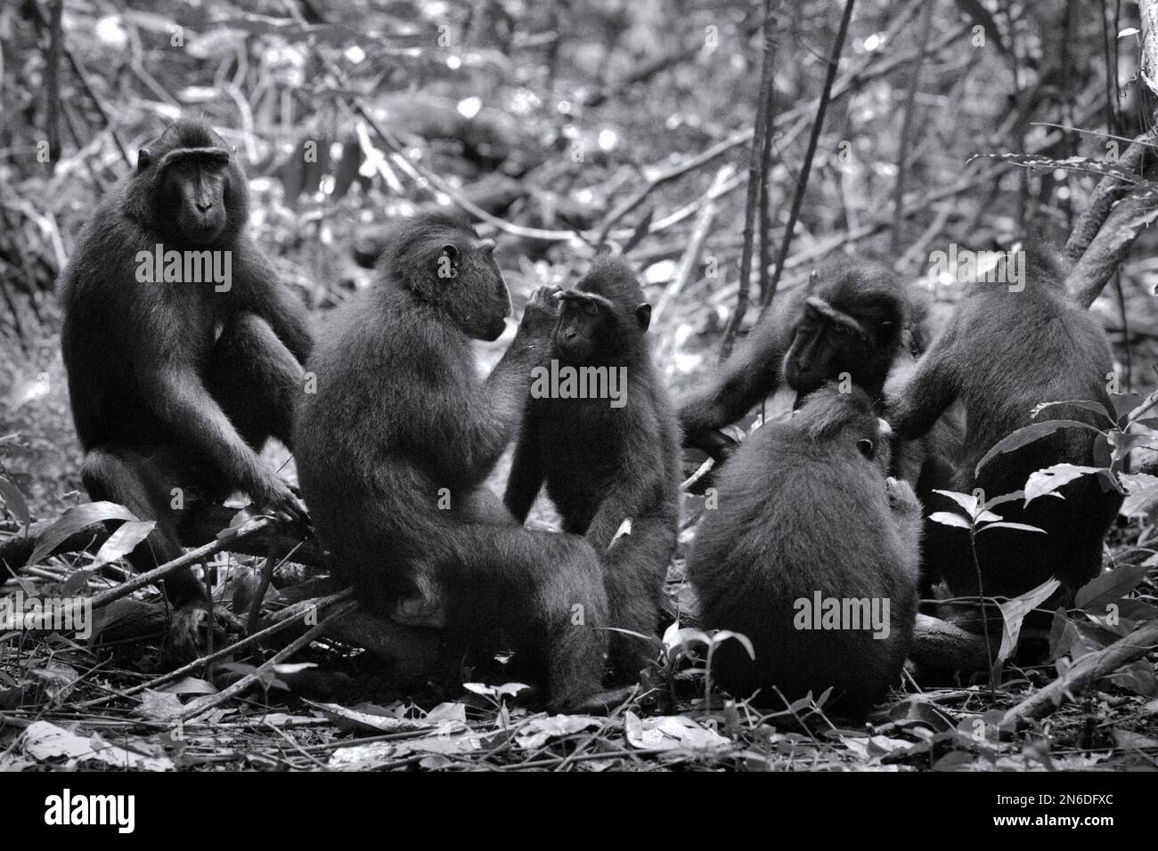 A troop of Sulawesi black-crested macaque (Macaca nigra) is ...