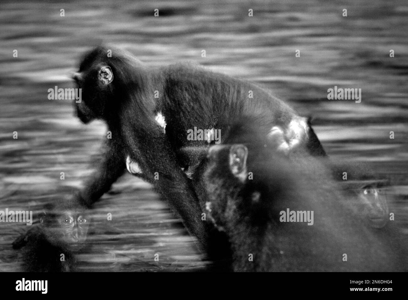 A Sulawesi black-crested macaque (Macaca nigra) adult female carries an ...