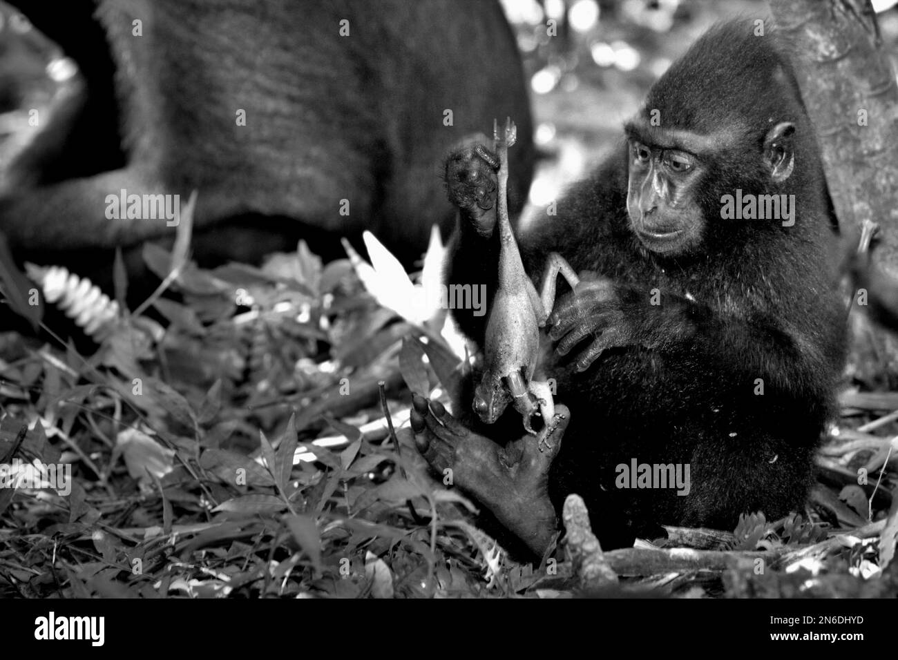 Impact of predation hi-res stock photography and images - Alamy