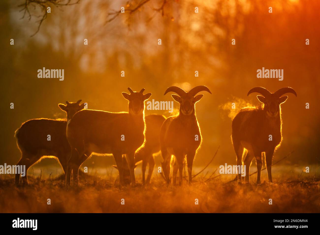 European Mouflon - Ovis orientalis musimon, beautiful primitive sheep ...