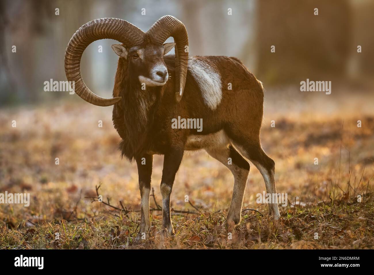 European Mouflon - Ovis orientalis musimon, beautiful primitive sheep ...