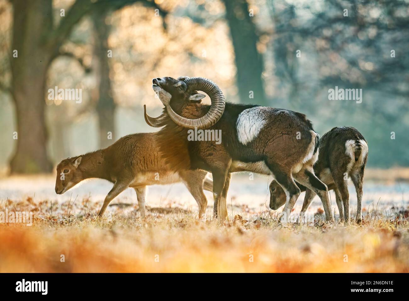 European Mouflon - Ovis orientalis musimon, beautiful primitive sheep ...