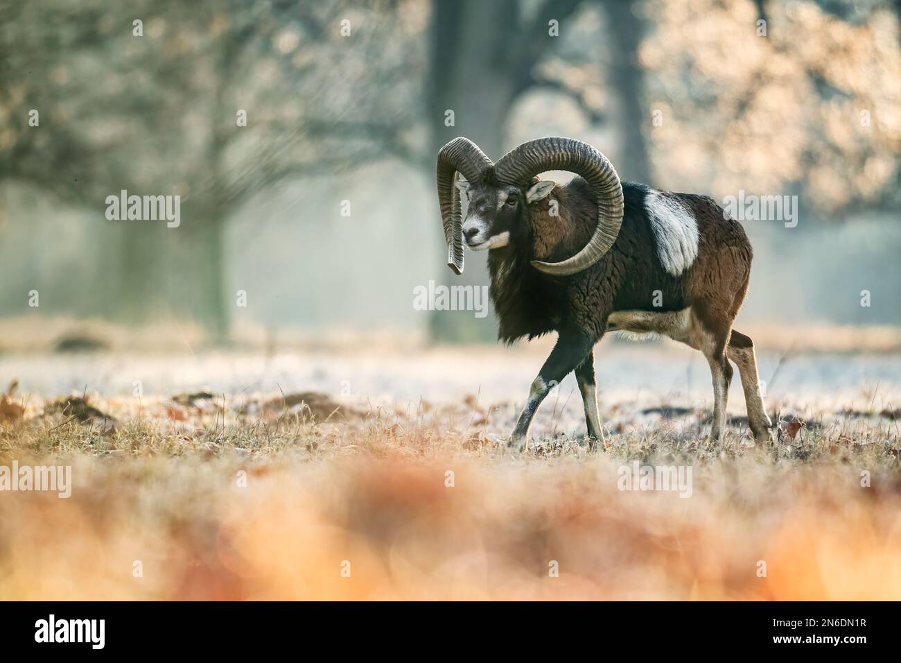 European Mouflon - Ovis orientalis musimon, beautiful primitive sheep ...