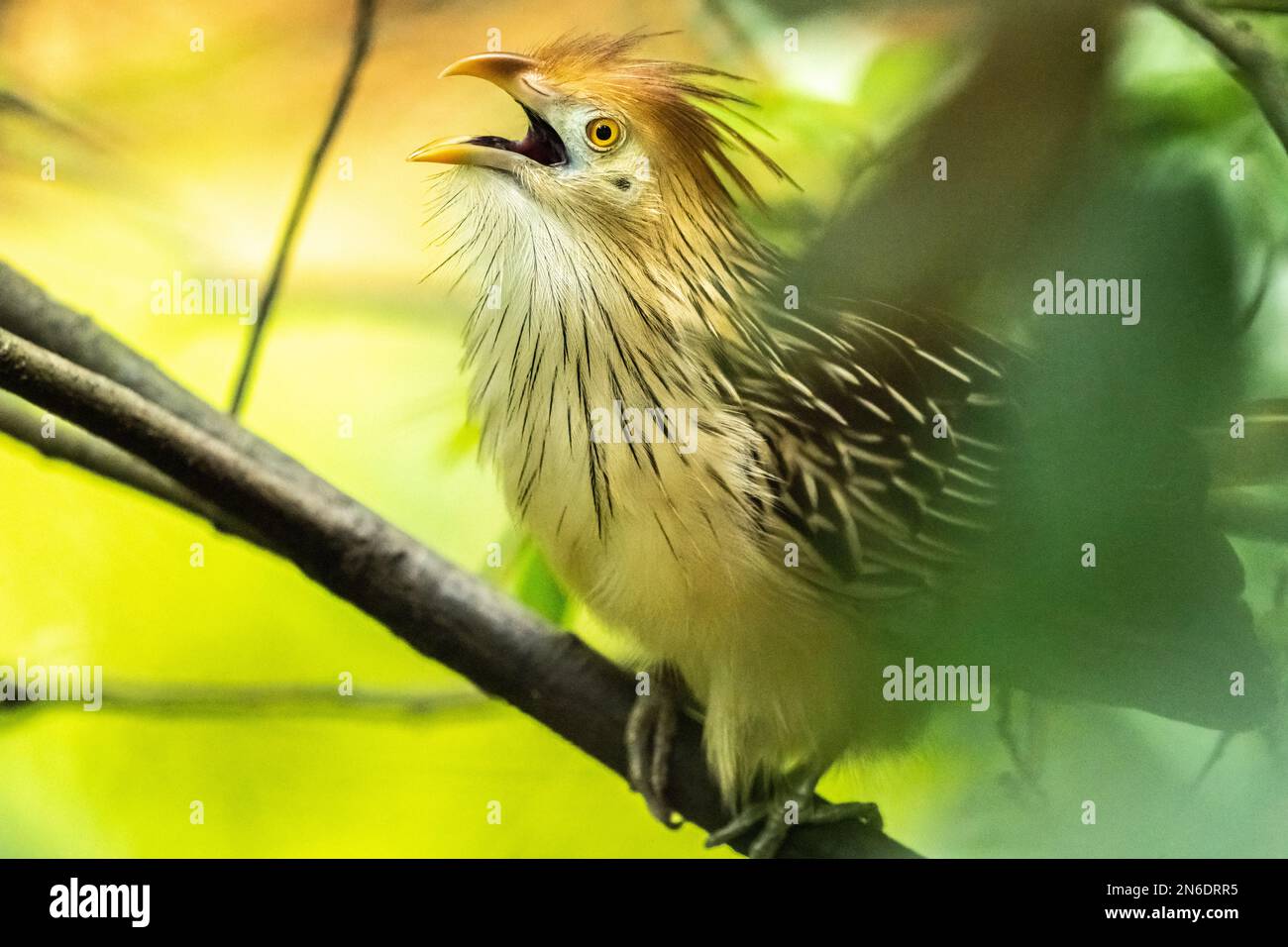 Squawking bird hi-res stock photography and images - Alamy