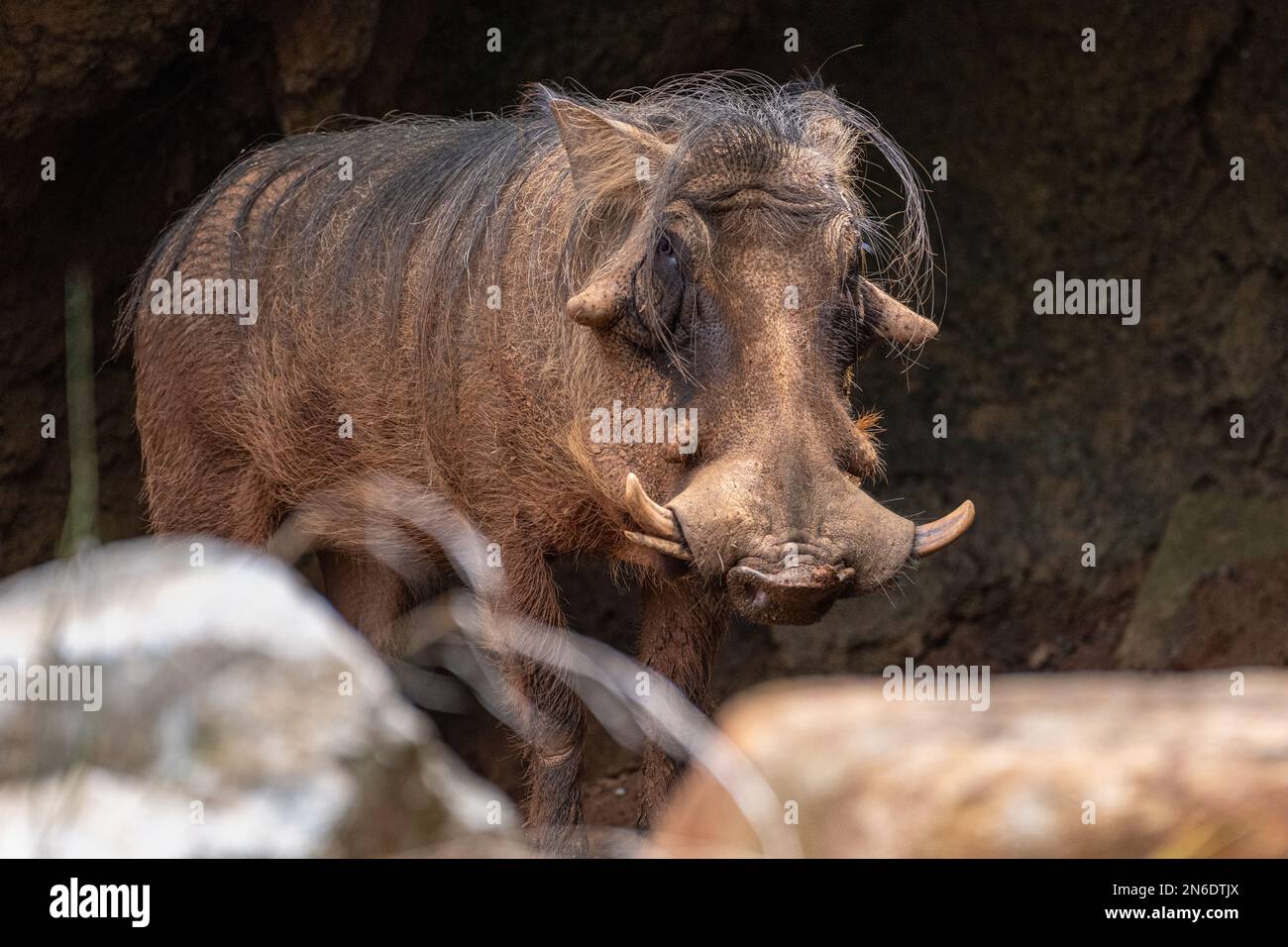 Common warthog (Phacochoerus africanus) from Africa at Zoo Atlanta in ...