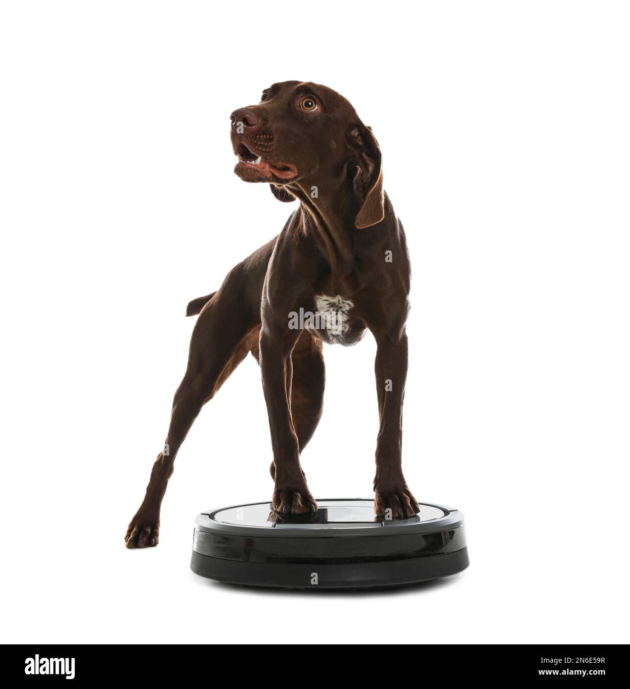 Modern robotic vacuum cleaner and German Shorthaired Pointer dog on ...