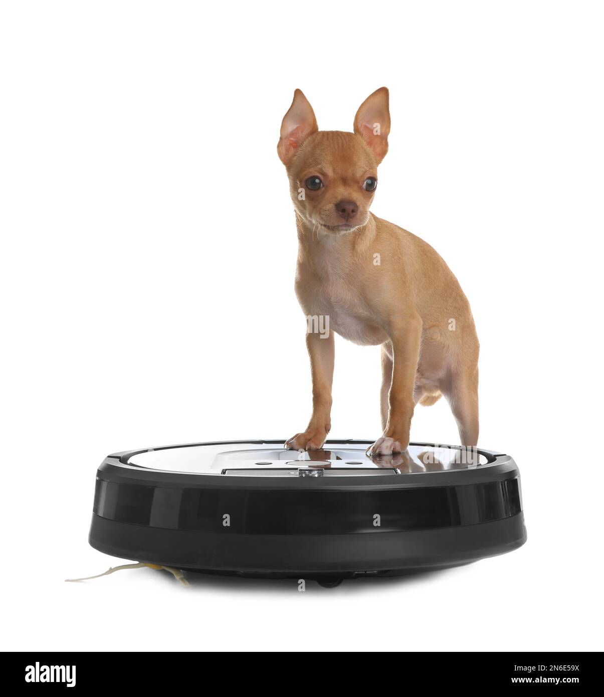 Modern robotic vacuum cleaner and Chihuahua dog on white background ...
