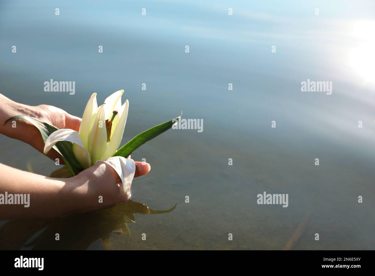 Woman putting flower on water surface, closeup. Nature healing power ...