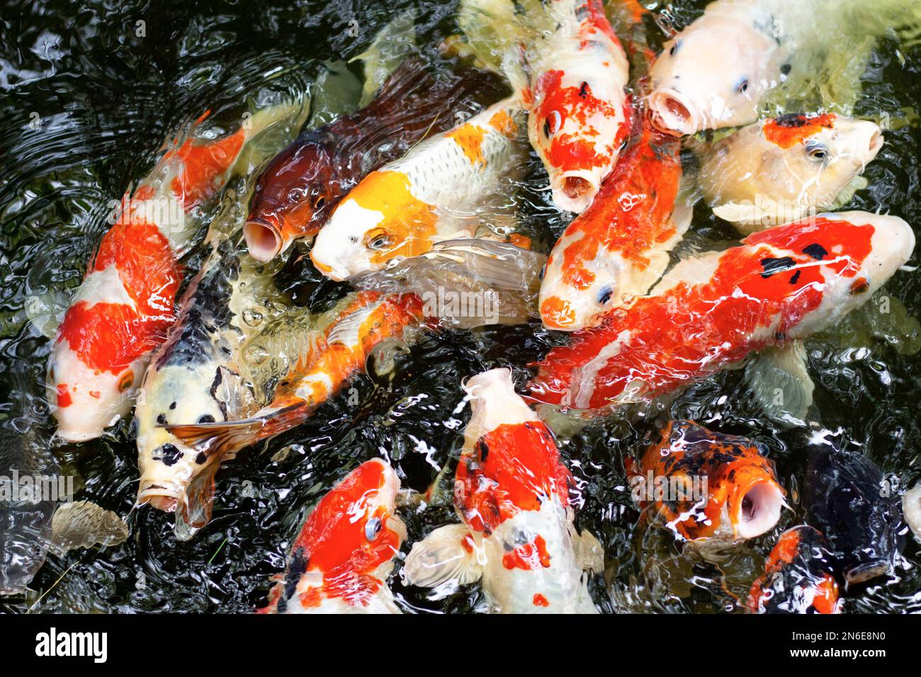Graceful koi fish swimming in hi-res stock photography and images - Alamy