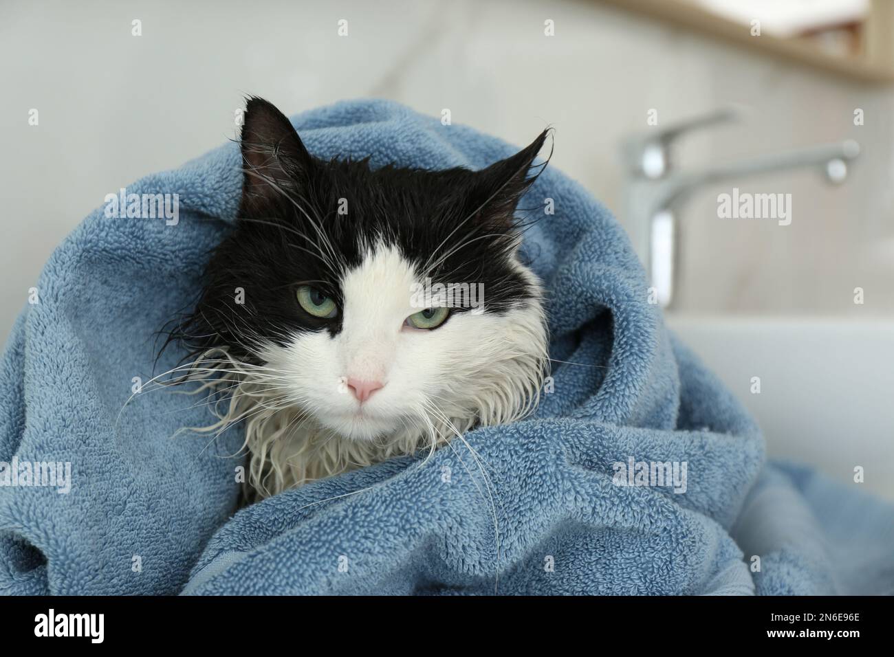 Cute wet cat wrapped with towel in bathroom Stock Photo - Alamy