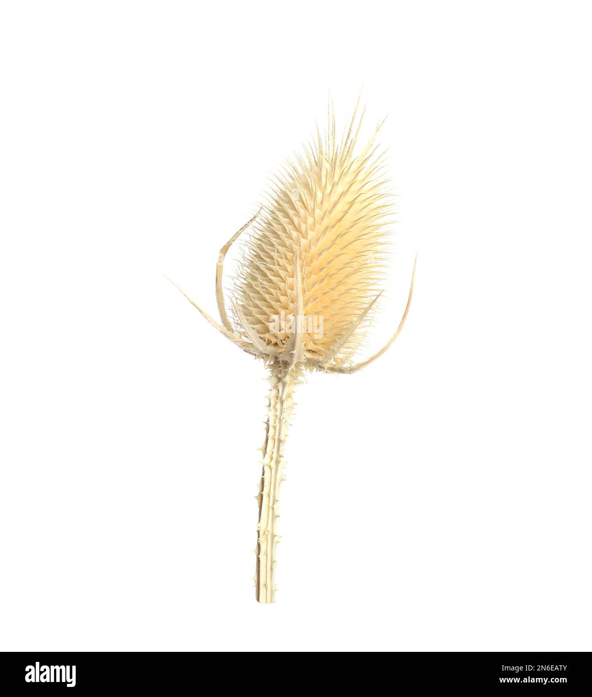 Beautiful dry teasel flower isolated on white Stock Photo - Alamy
