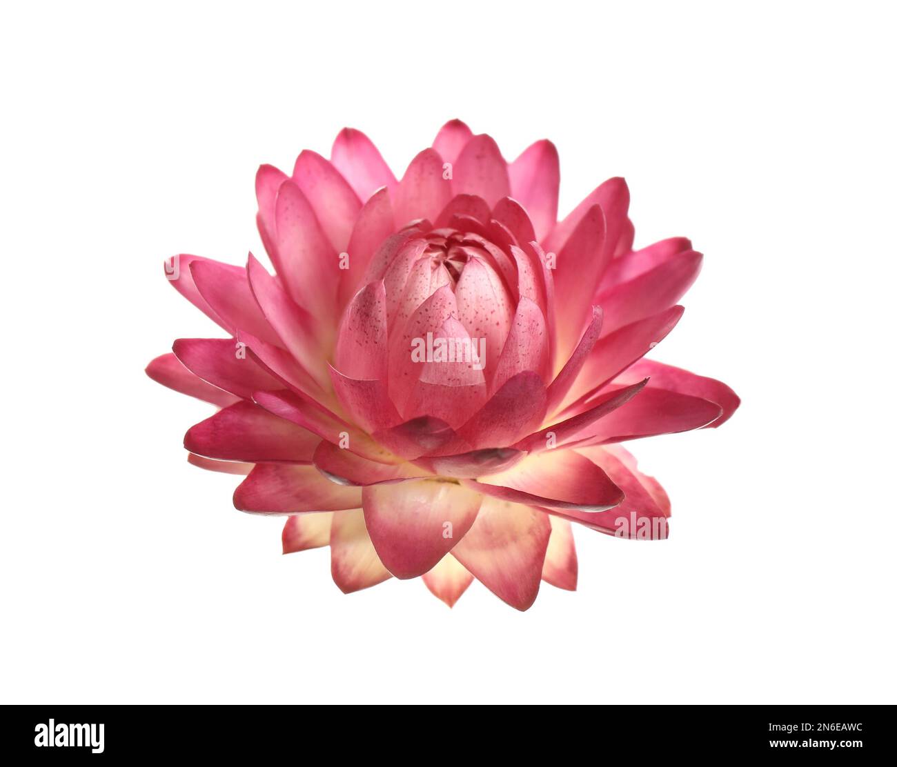 Beautiful flower helichrysum Cut Out Stock Images & Pictures - Alamy