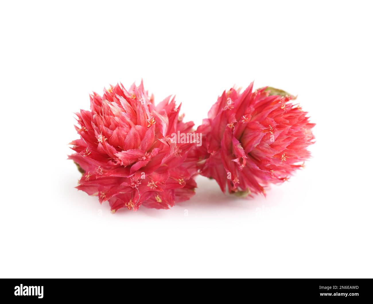 Beautiful red gomphrena flowers hi-res stock photography and images - Alamy