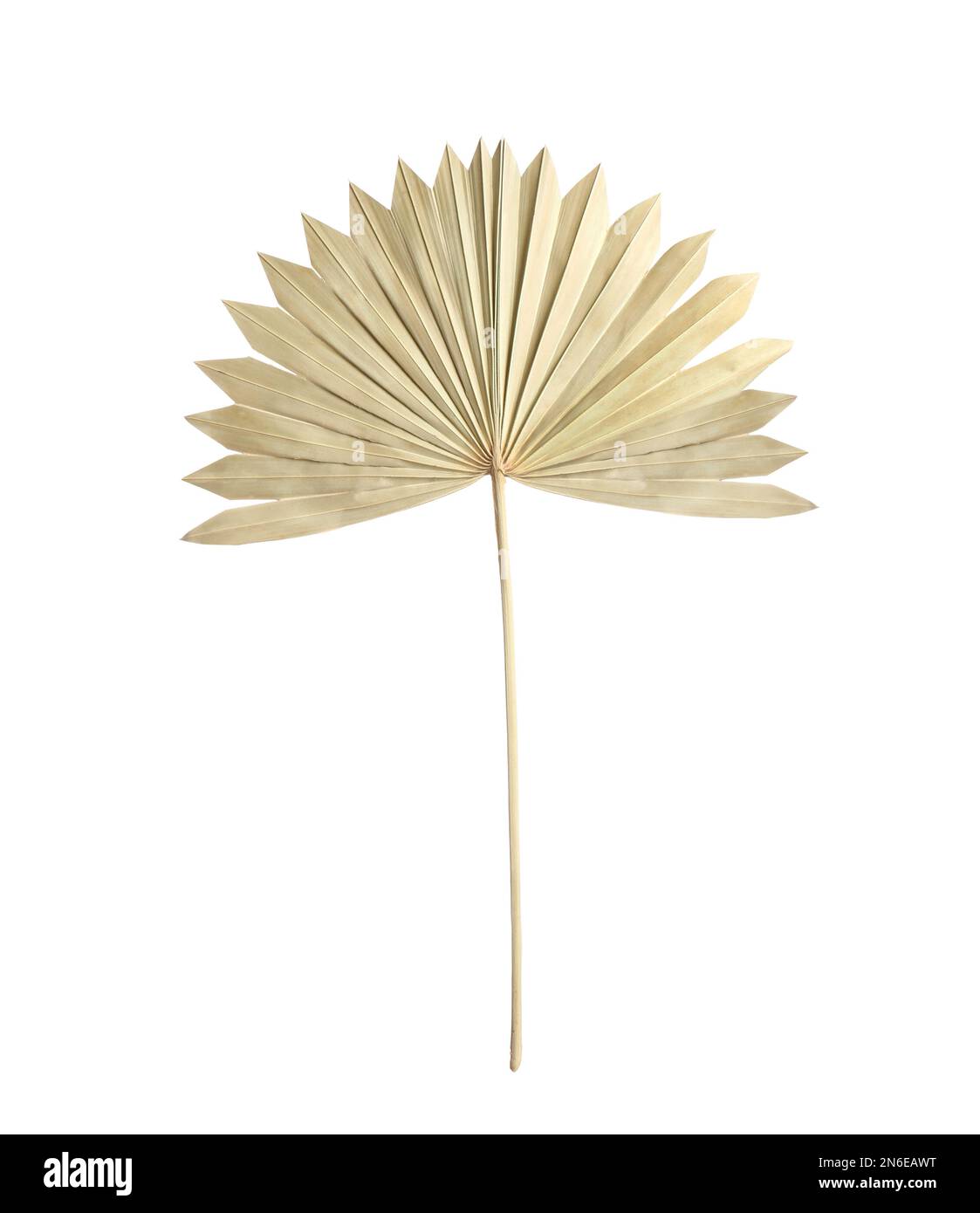 Fan shaped leaf Cut Out Stock Images & Pictures - Alamy