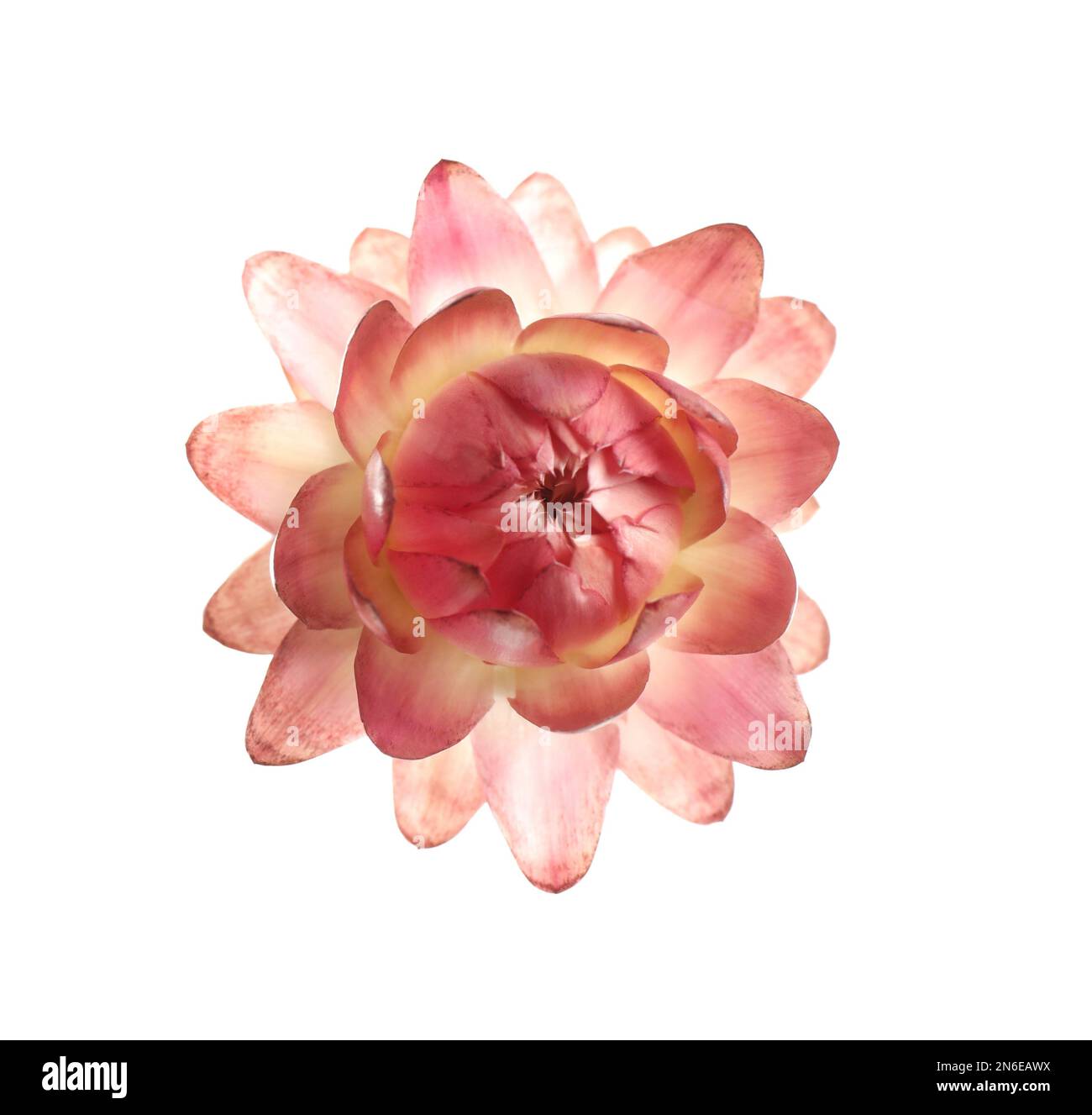 Beautiful helichrysum flower isolated on white, top view Stock Photo ...