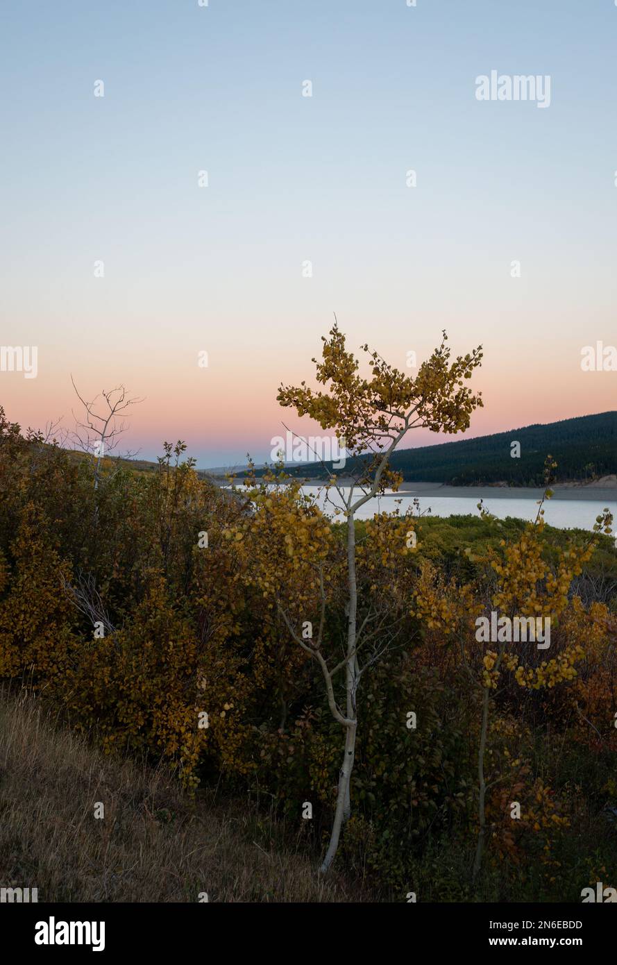 Autumn yellow trees in Glacier National Park at sunset. Montana, USA ...