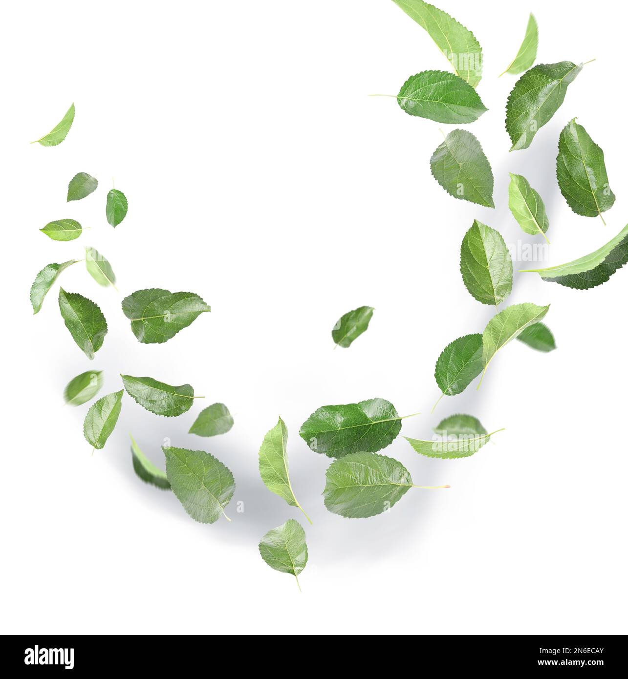 Many green leaves moving by gust wind on white background Stock Photo ...