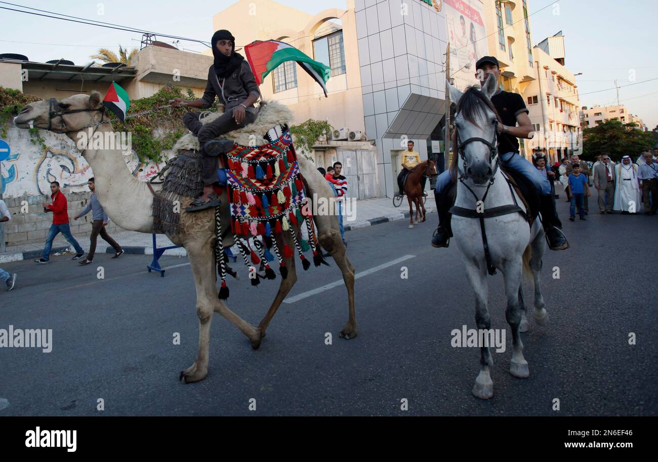 Palestinian men rides a camel and a horse to celebrate Palestinian ...