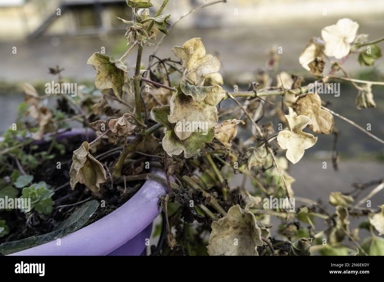 Dead plant hi-res stock photography and images - Alamy