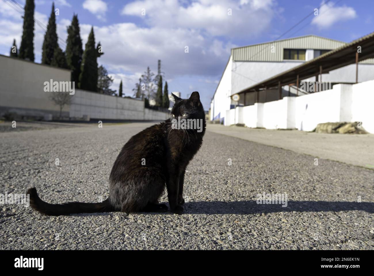 Detail of domestic animal alone and hungry in the street Stock Photo ...