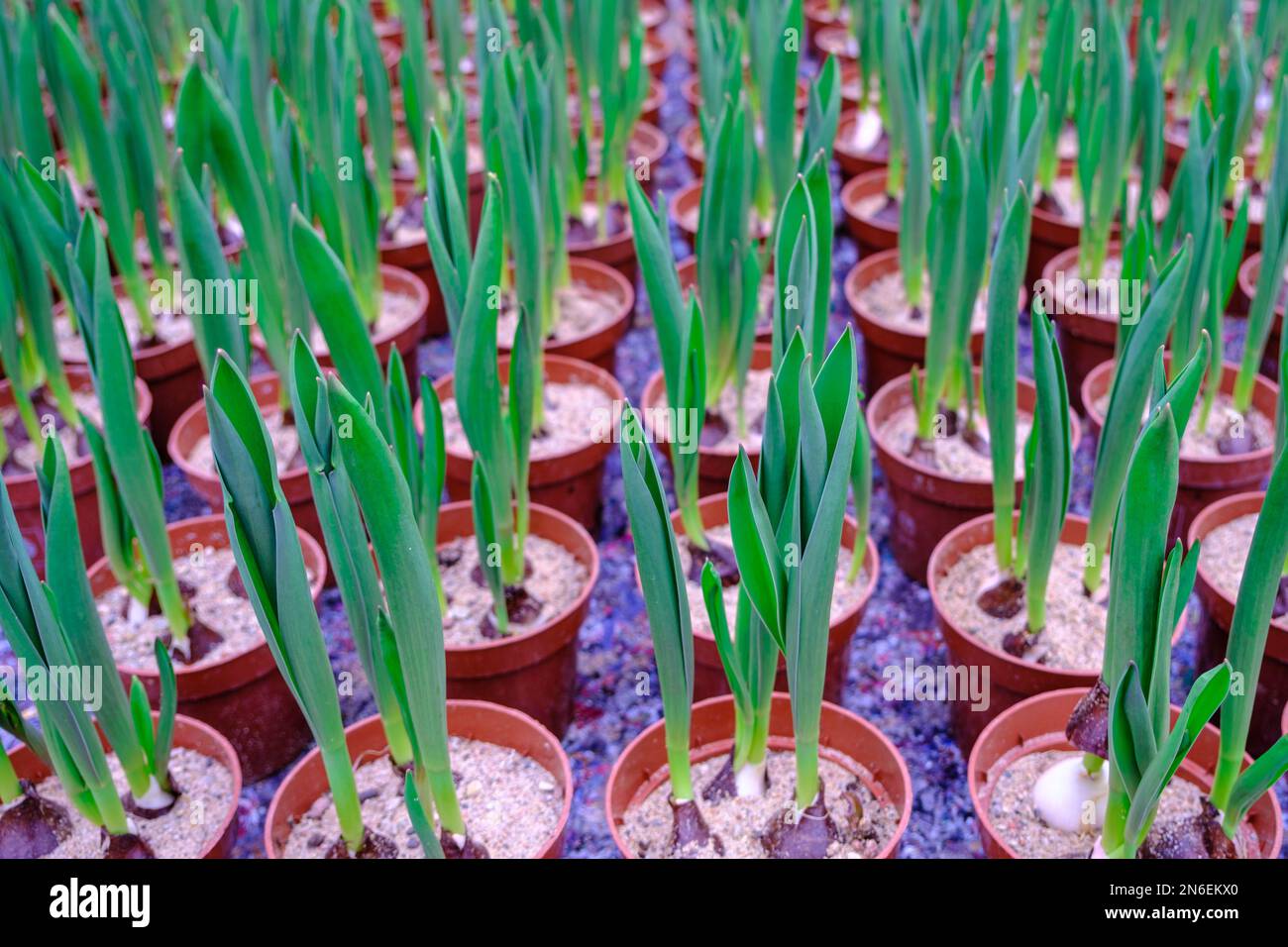 Tulip seedlings in the greenhouse. Flowers for planting. Waiting for ...