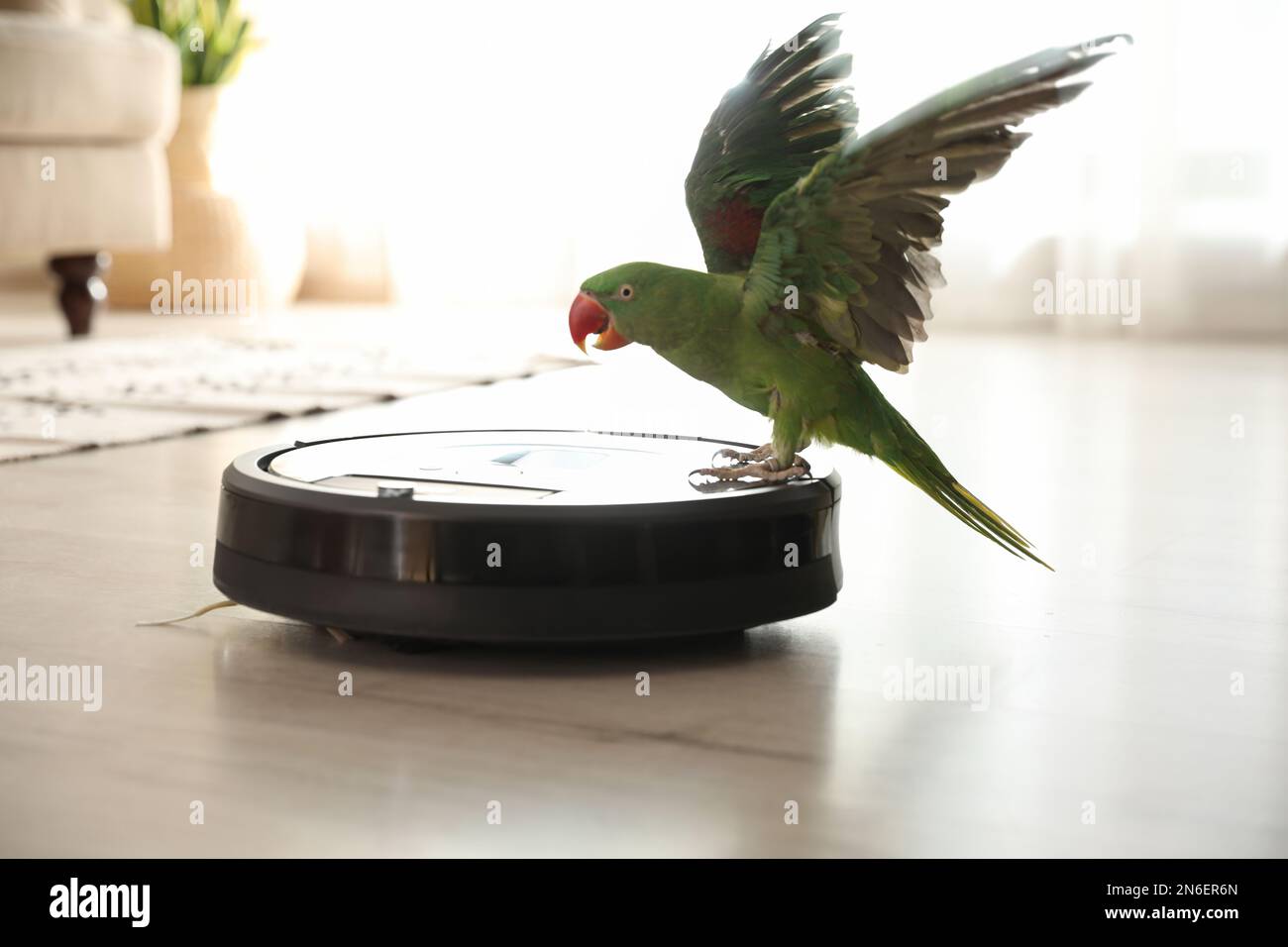 Modern robotic vacuum cleaner and Alexandrine parakeet on floor indoors ...
