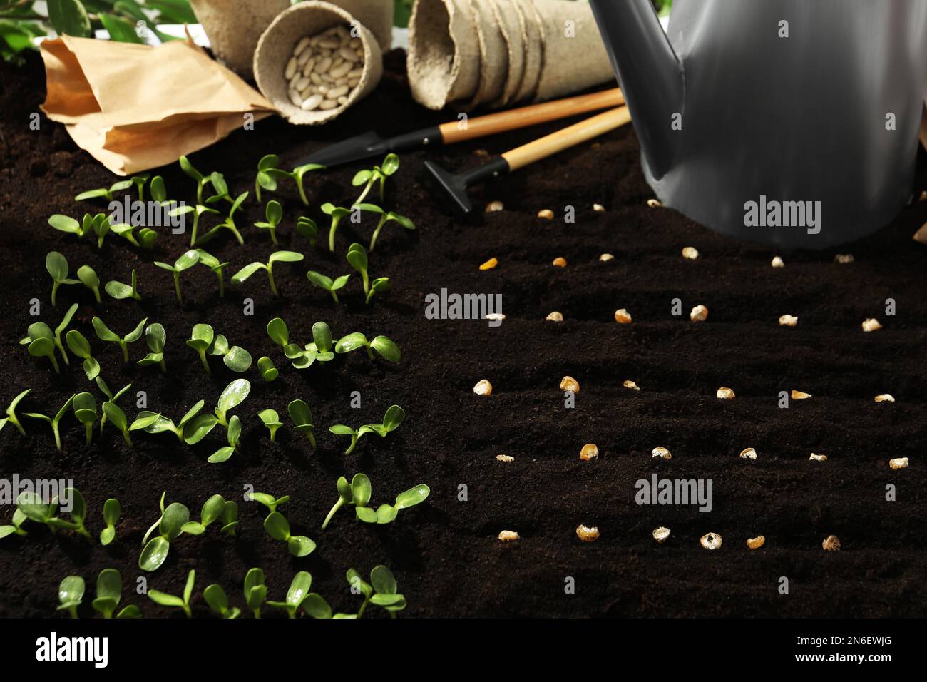 Gardening tools, corn seeds and vegetable seedlings in fertile soil ...