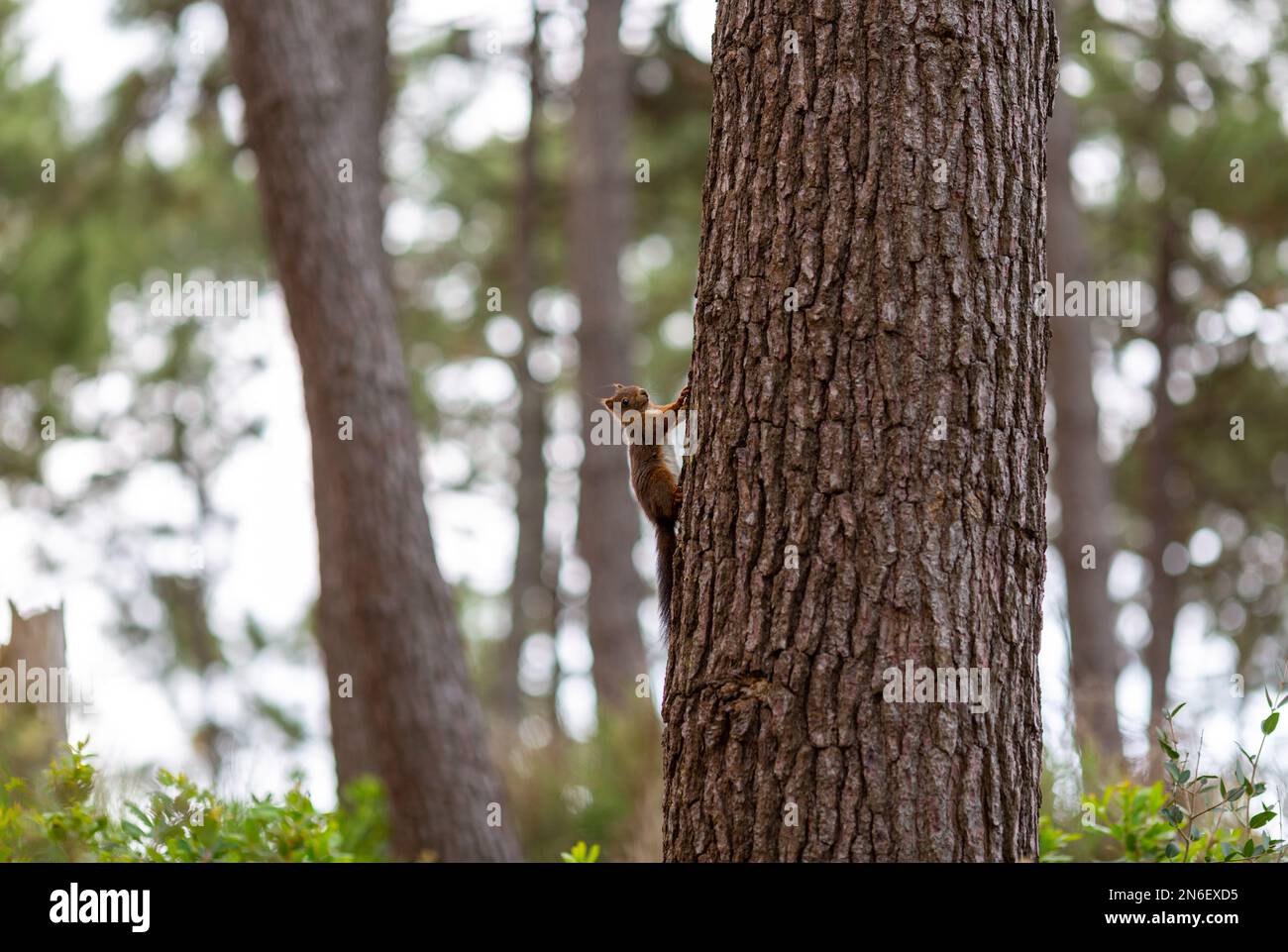 Curious red squirrel climbing up a big tree trunk in the park Stock ...