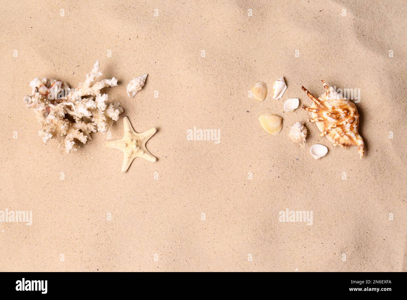 Composition sea shells coral hi-res stock photography and images - Alamy