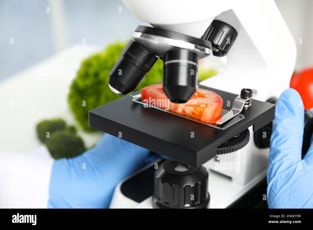 Scientist inspecting slice of tomato with microscope in laboratory ...